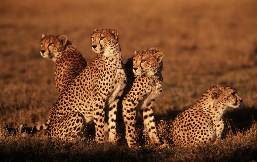 Fakta om gepard - Världsnaturfonden WWF