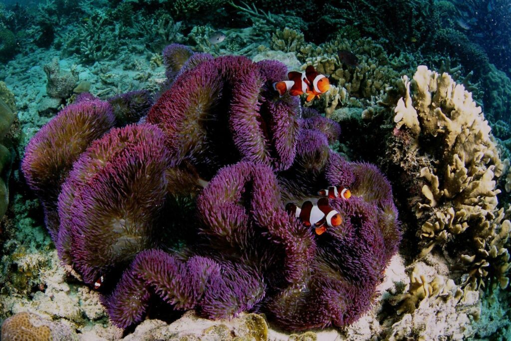 Fakta om korallrev - Världsnaturfonden WWF