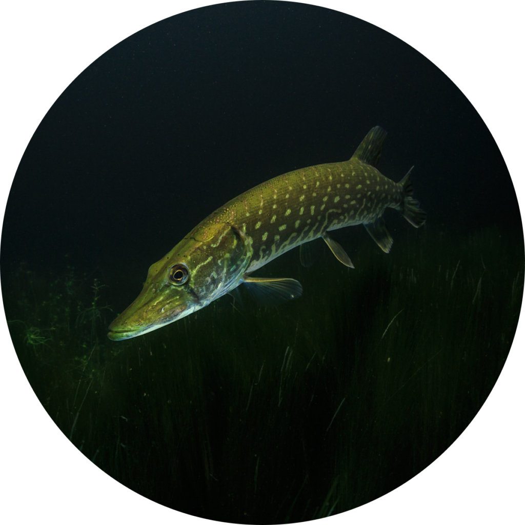 Fiskar - Hur lever de? - Världsnaturfonden WWF