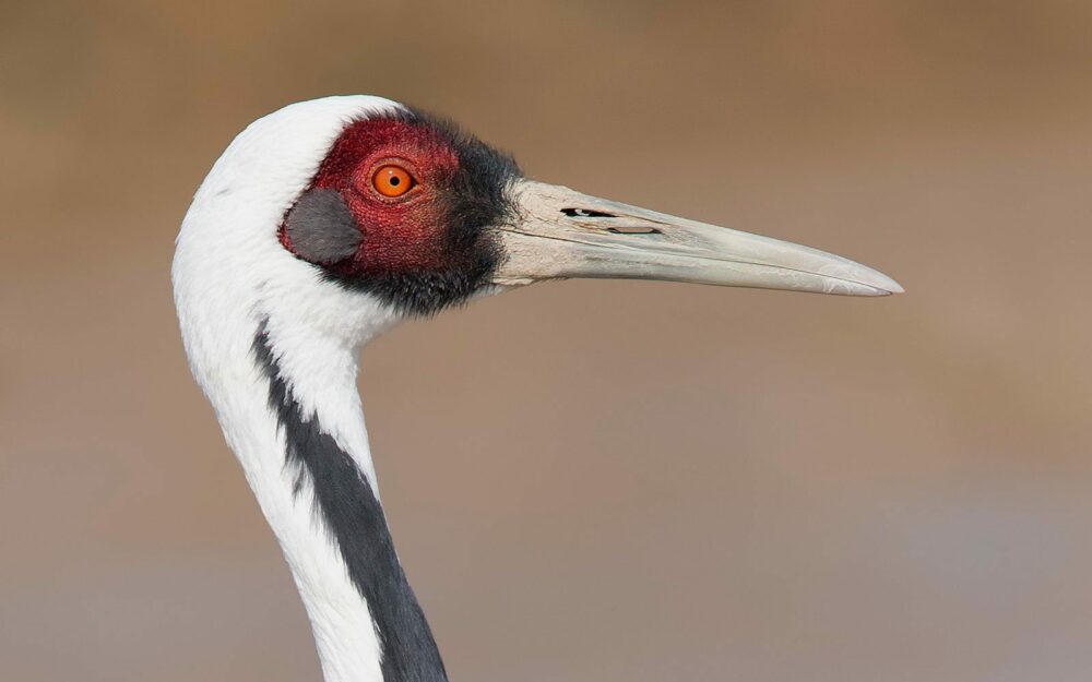 Tranor - mästare på sång och dans - Världsnaturfonden WWF