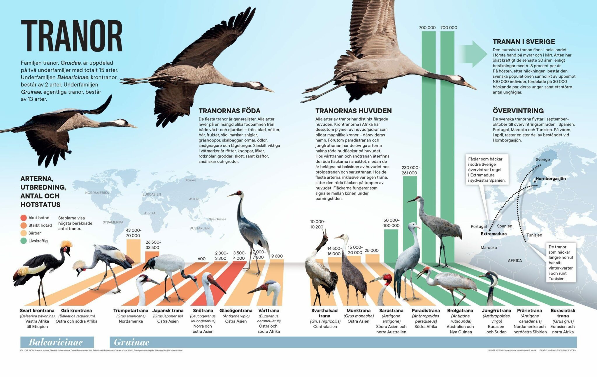 Tranor - mästare på sång och dans - Världsnaturfonden WWF