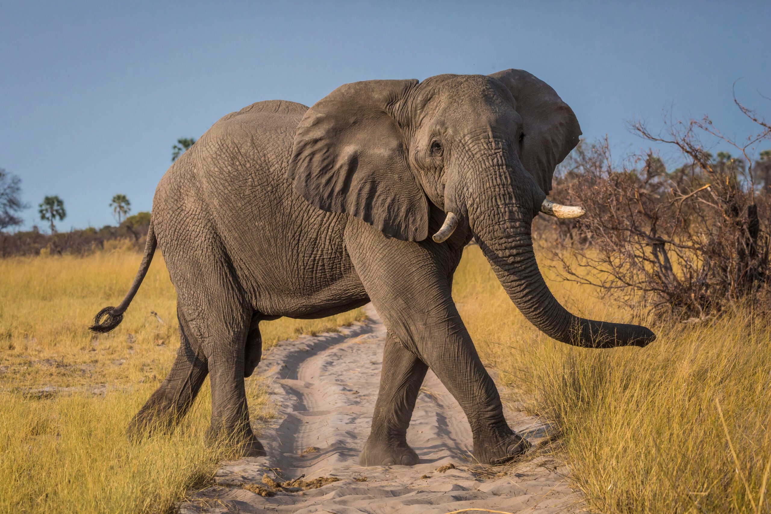 Midtpunkt For Indiske Elefanter Buy Schleich Wild Life Asian Elephant