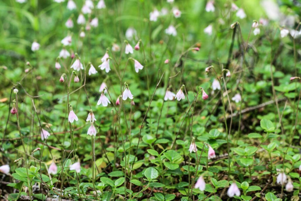 Linnea, Sverige - Världsnaturfonden WWF