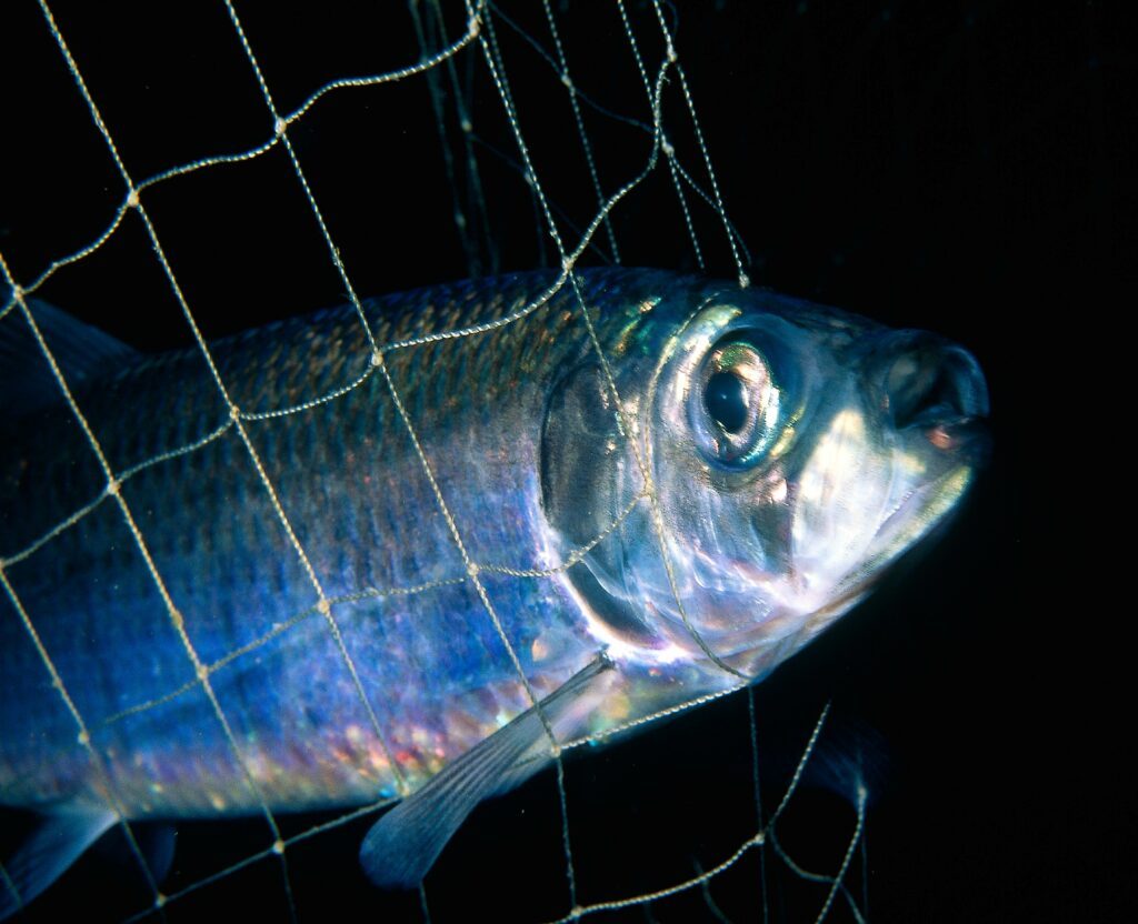 Sill, Norge - Världsnaturfonden WWF