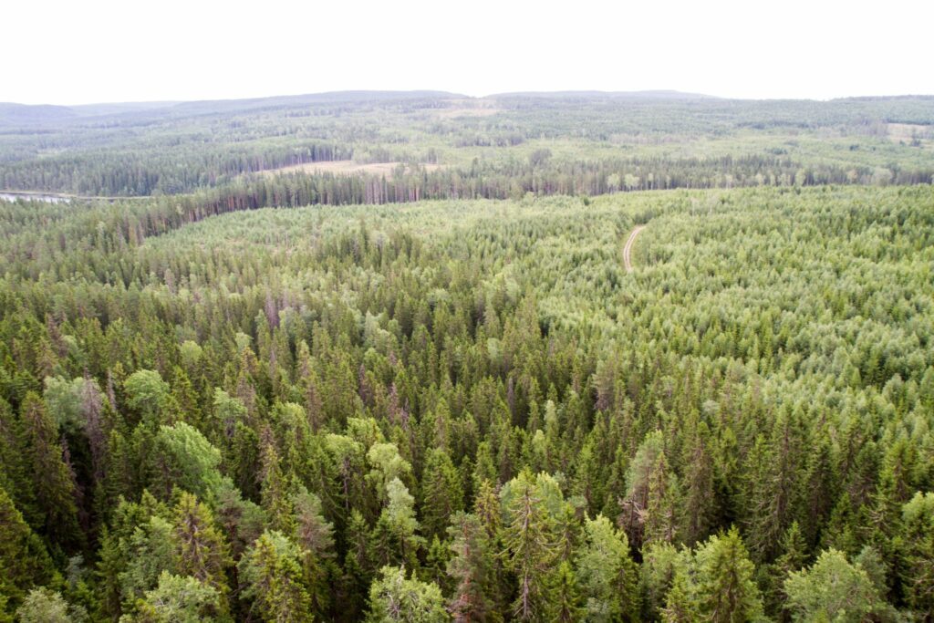 Svenskarna älskar skogen - Världsnaturfonden WWF