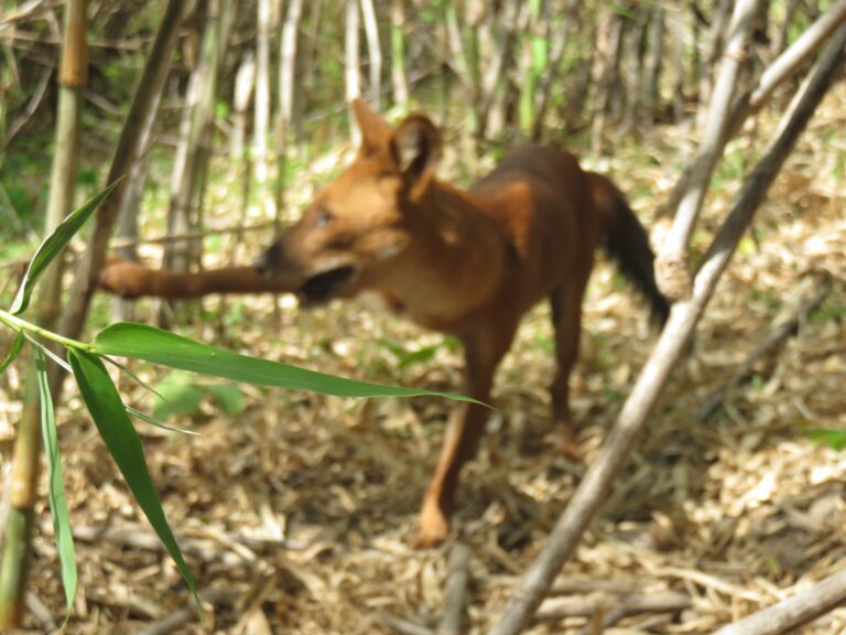 Hot mot regnskogen - Världsnaturfonden WWF