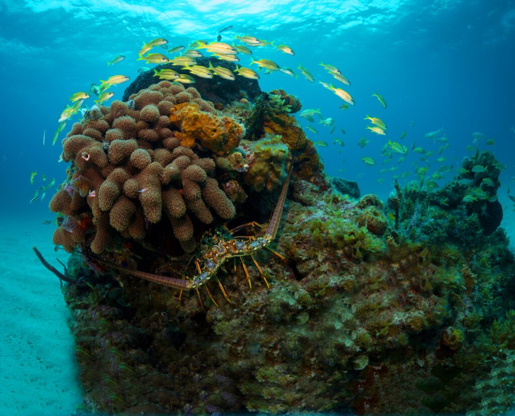 Ny WWF-rapport: Världens länder misslyckas att nå FNs havsmål ...