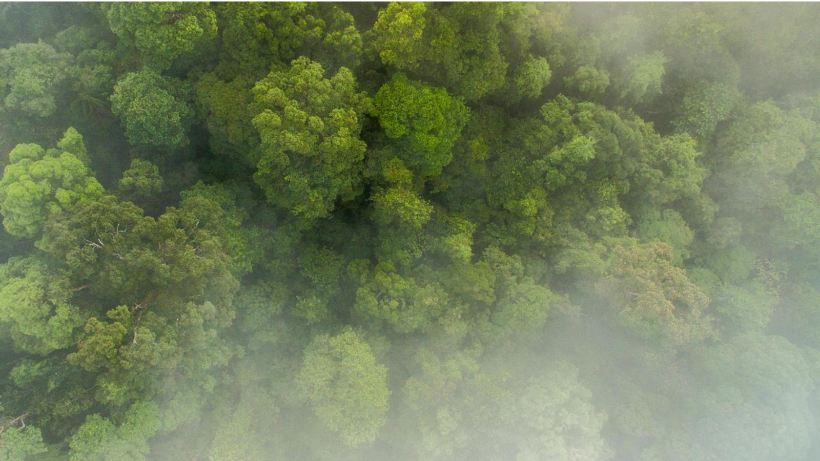 Fakta om regnskogen - Djur & växter i regnskogen - WWF