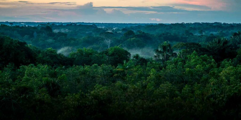 Världens regnskogar - Den gröna bältet runt jorden - WWF