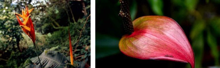 Fakta om Amazonas regnskog - WWF