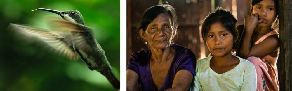 Fakta om Amazonas regnskog - WWF