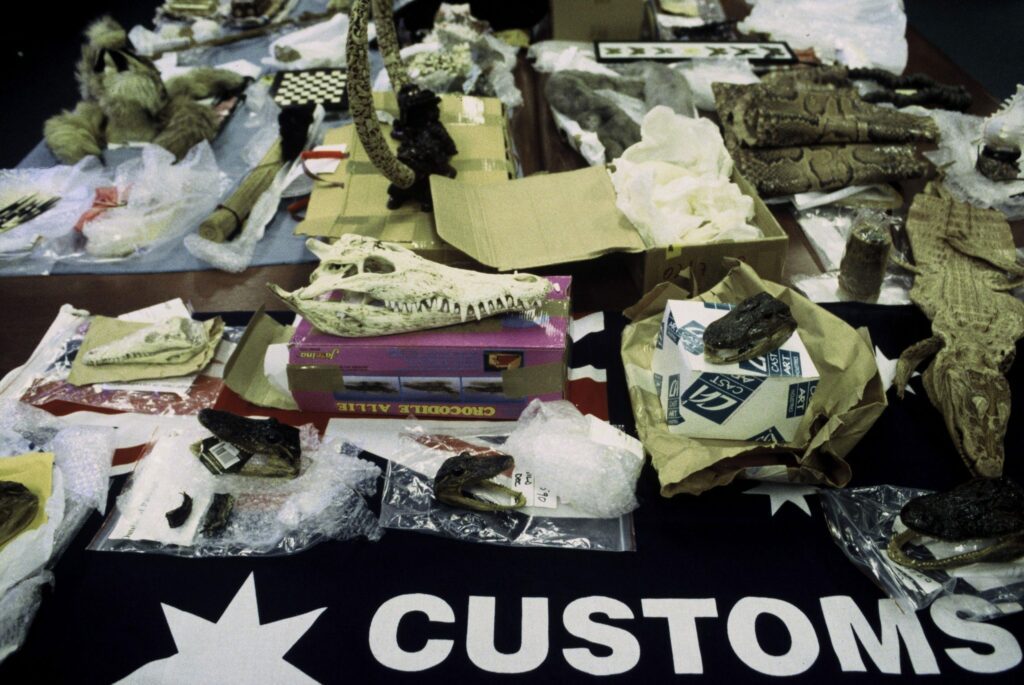 WWF: Bra med fällande dom när hotade djurdelar säljs på Facebook ...