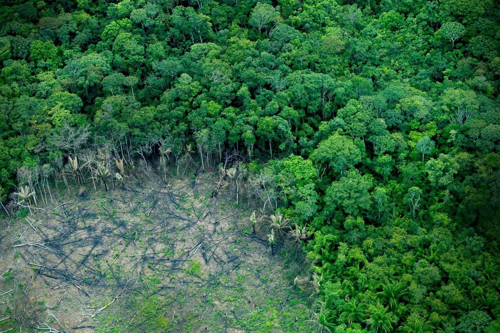 Rädda regnskogen - Bli Regnskogsfadder idag - WWF