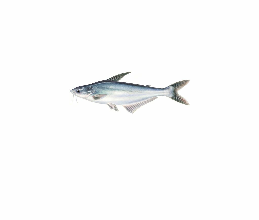 Pangasiusmal, Hajmal - Världsnaturfonden WWF