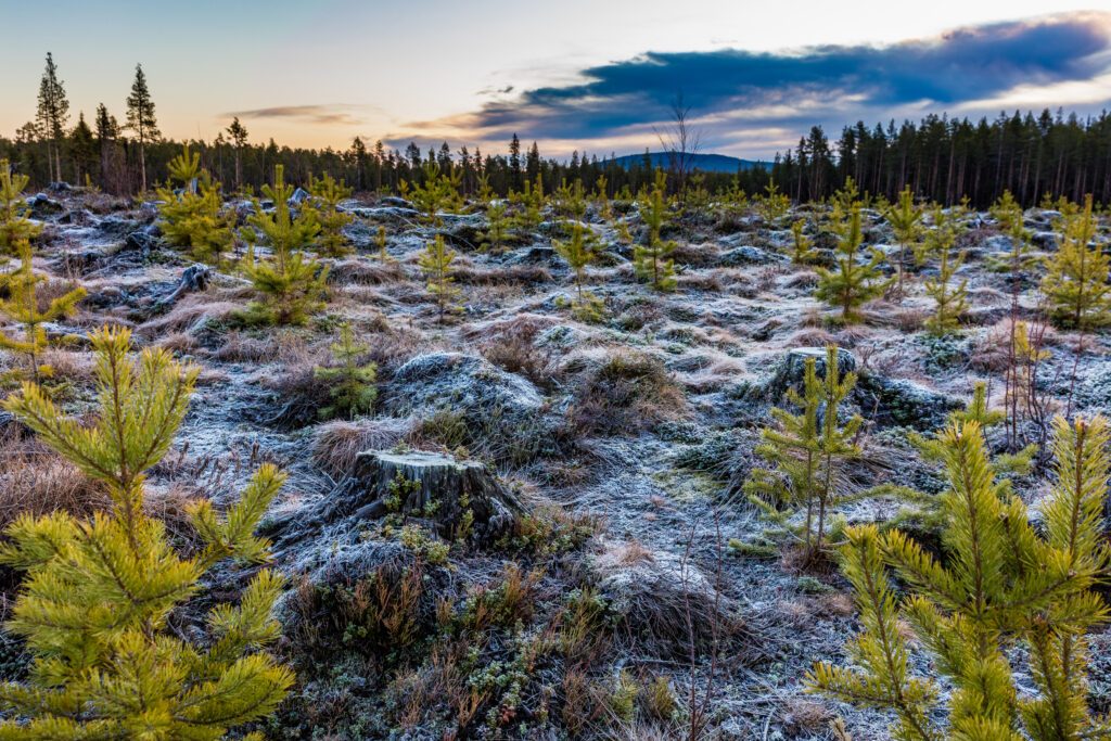Svenska granar - Världsnaturfonden WWF