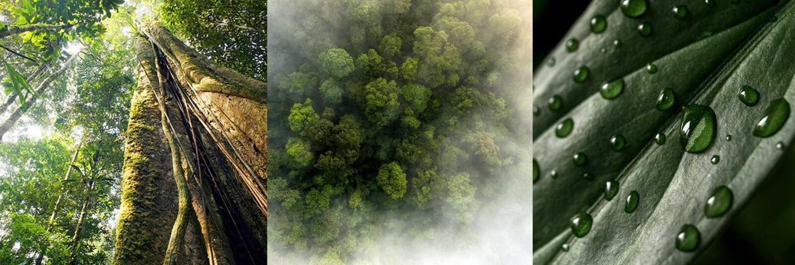Fakta om regnskogen - Djur & växter i regnskogen - WWF