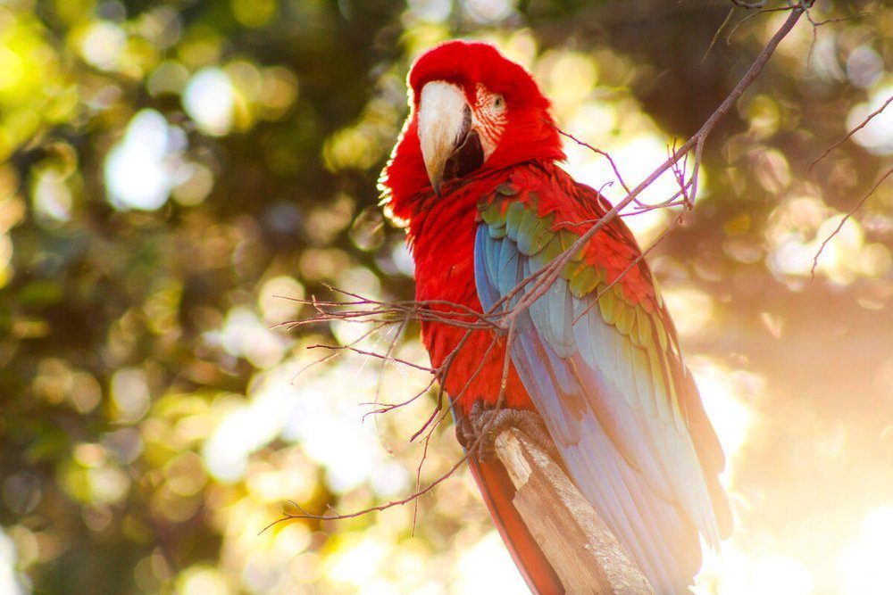 STORY: Ambition for biodiversity - Världsnaturfonden WWF