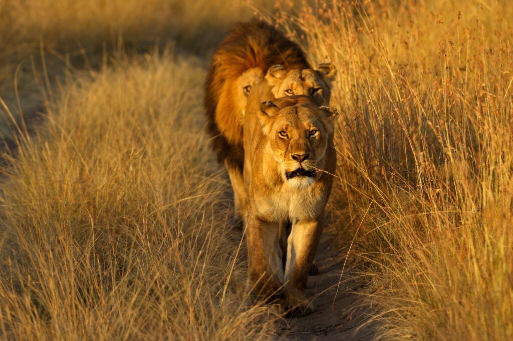 Lejonen minskar – ny räkning visar att Kenya har cirka 2 500 kvar ...