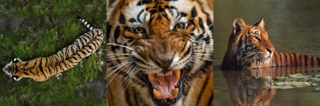 Fakta om tigrar - Världsnaturfonden WWF