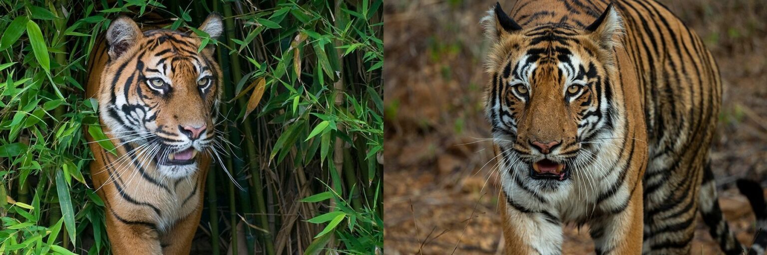 Fakta om tigrar - Världsnaturfonden WWF