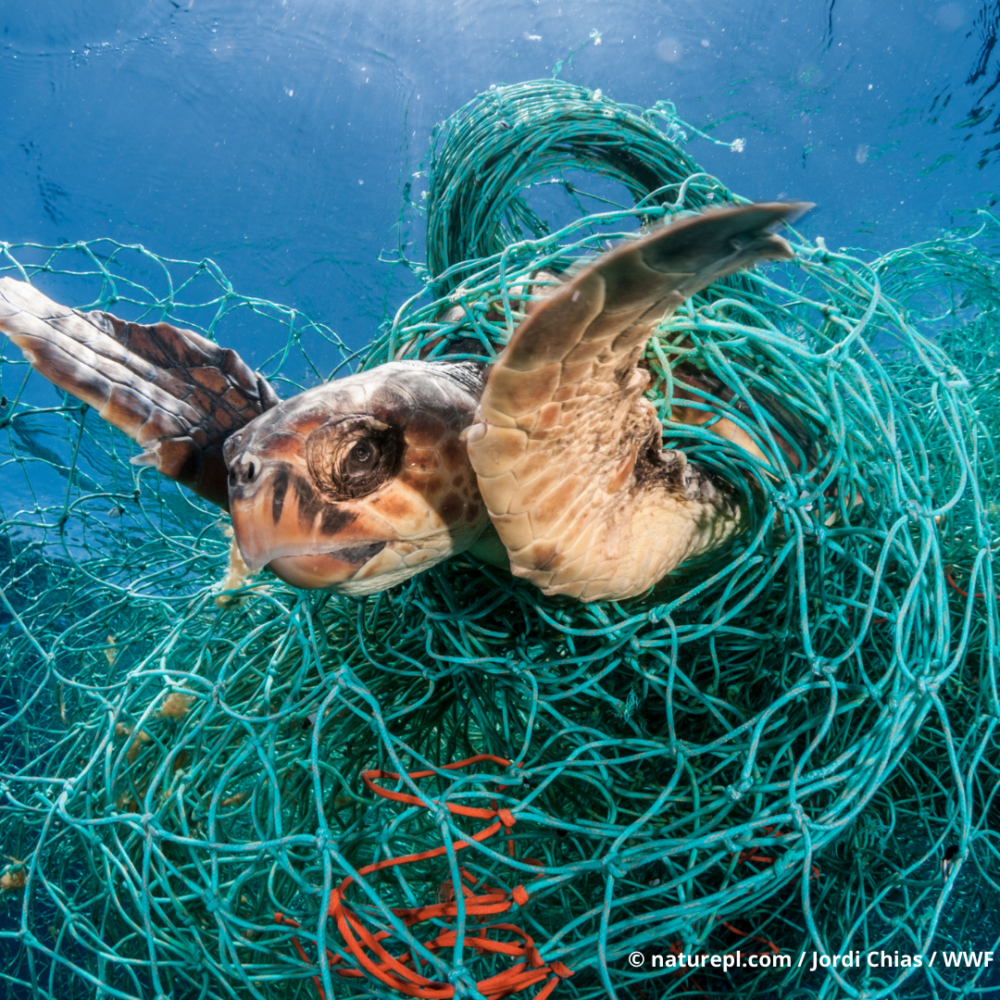 Plast i havet - fakta & miljöpåverkan - Världsnaturfonden WWF