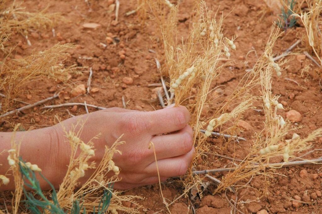 Extrem torka i Europa - Världsnaturfonden WWF