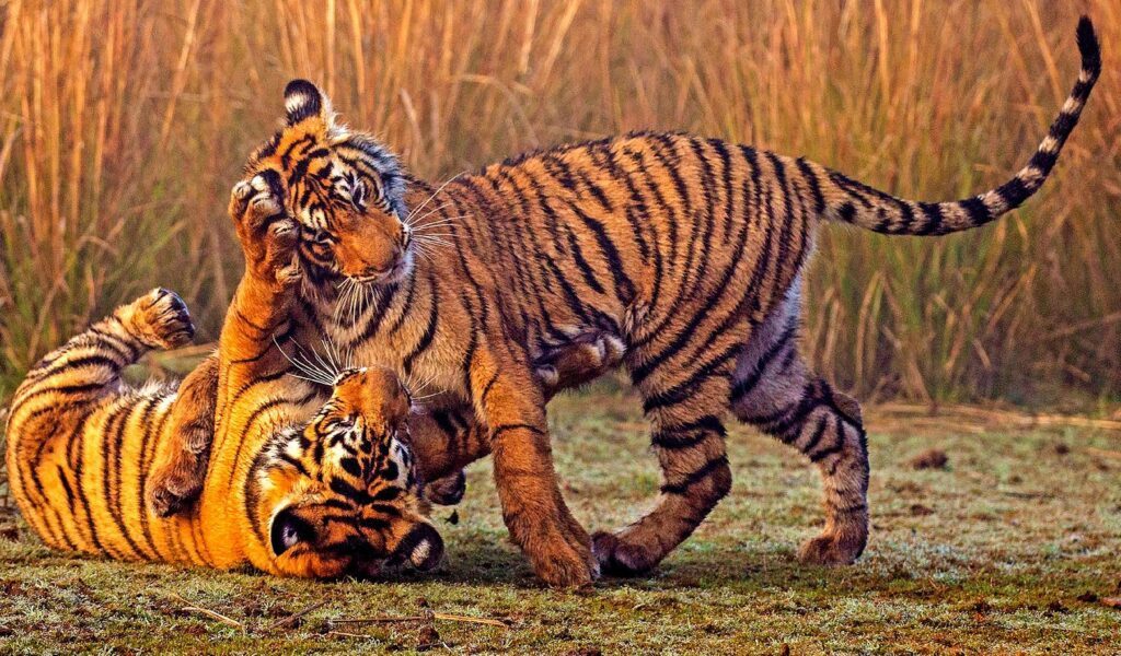 Världens vilda tigrar ökar i antal - Världsnaturfonden WWF