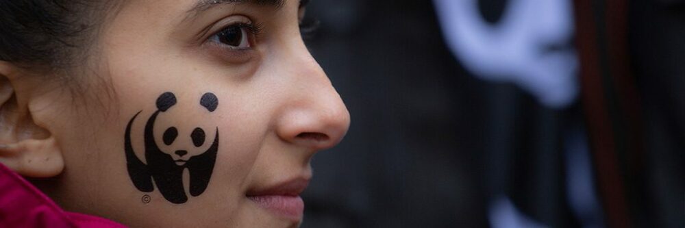 Allt du behöver veta om COP29 - Världsnaturfonden WWF