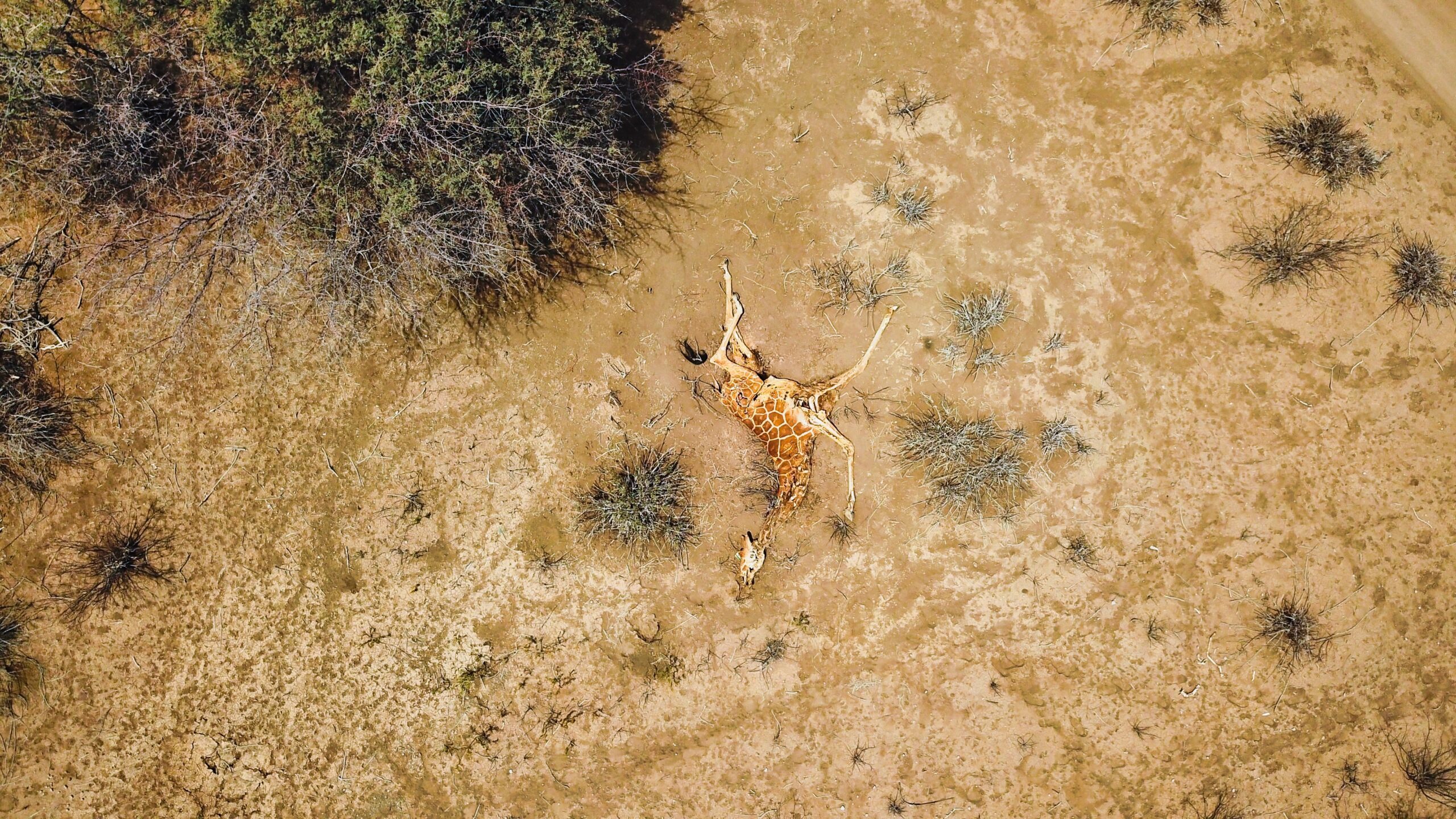 Djur och människor svälter när torkan förvärras i Kenya ...