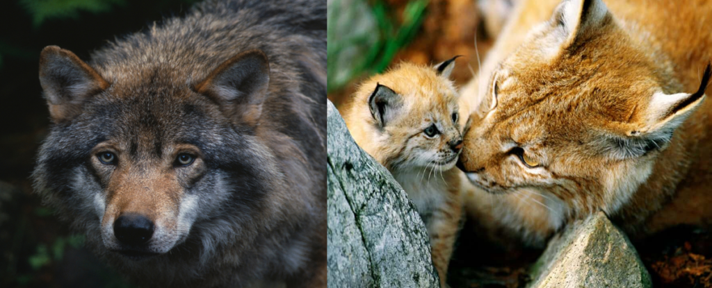 Intresserad av rovdjur? Dags att söka projektpengar hos WWF ...