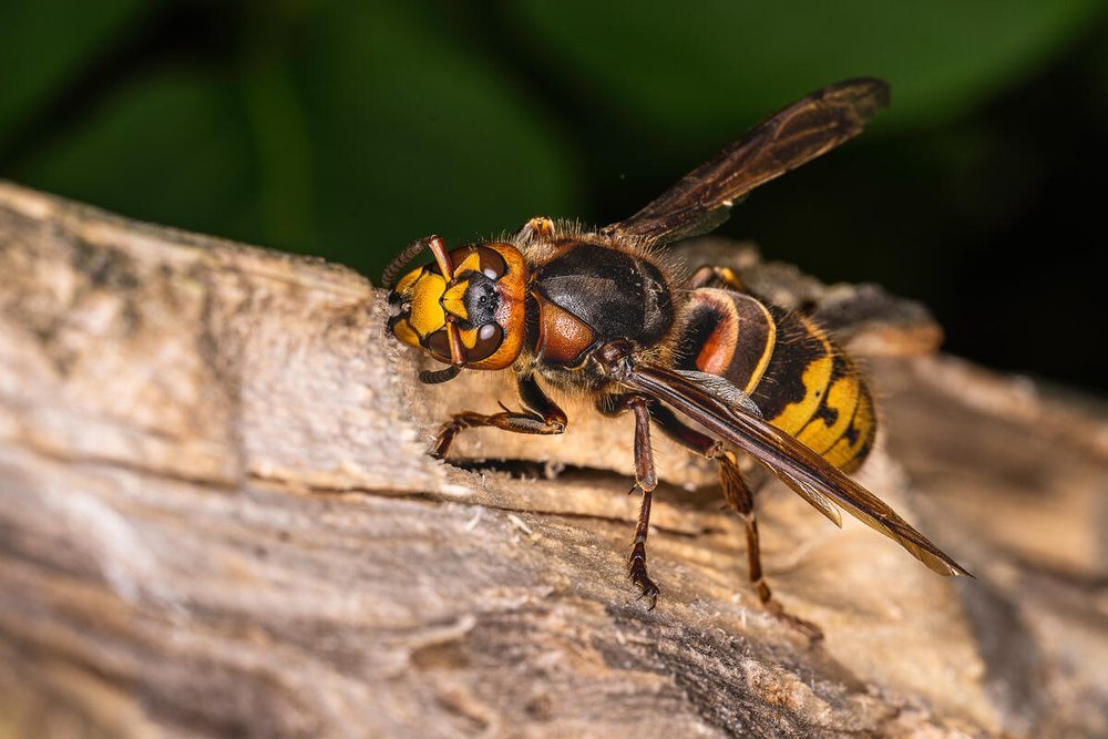 Fakta om getingar - Världsnaturfonden WWF
