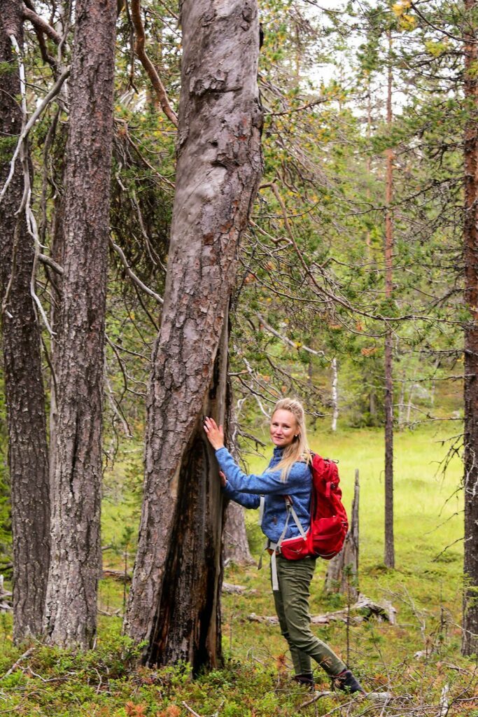 Vi måste ge skogen en röst nu – snart är det för sent ...