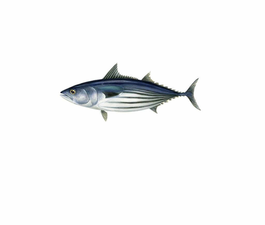 Tonfisk skipjack, bonit - Världsnaturfonden WWF