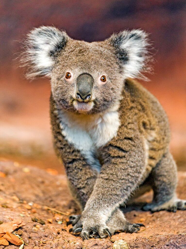 Australien - Världsnaturfonden WWF