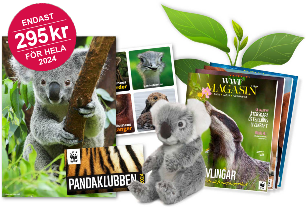 Stöd WWF - Pandaklubben – WWF för alla barn och barnbarn!