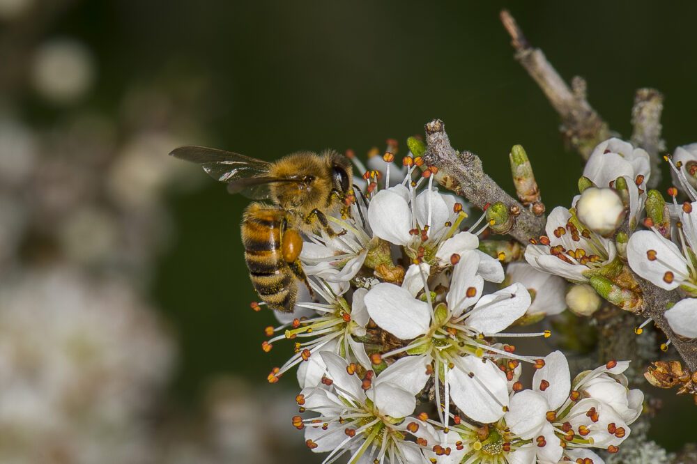 Rädda Bina! Så Kan Du Hjälpa Pollinatörerna - WWF.se
