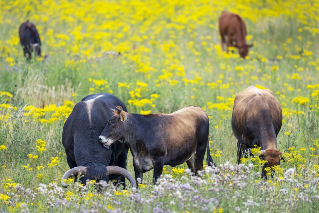 Rewilding: När naturen får komma tillbaka - Världsnaturfonden WWF