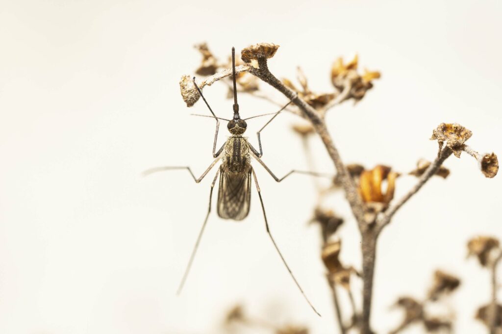 Fantastiska mygg - Världsnaturfonden WWF