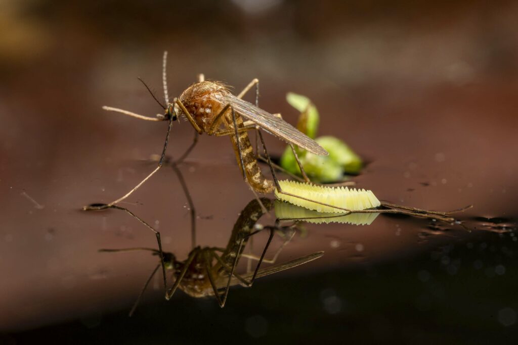 Fantastiska mygg - Världsnaturfonden WWF