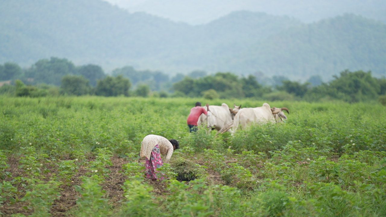 STORY: Regenerative Agriculture in Satpura Pench, India ...