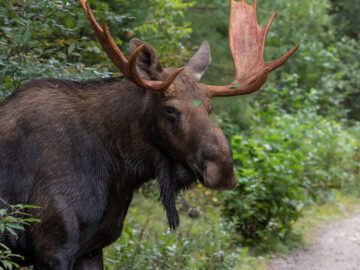 Fakta om älgar - Världsnaturfonden WWF