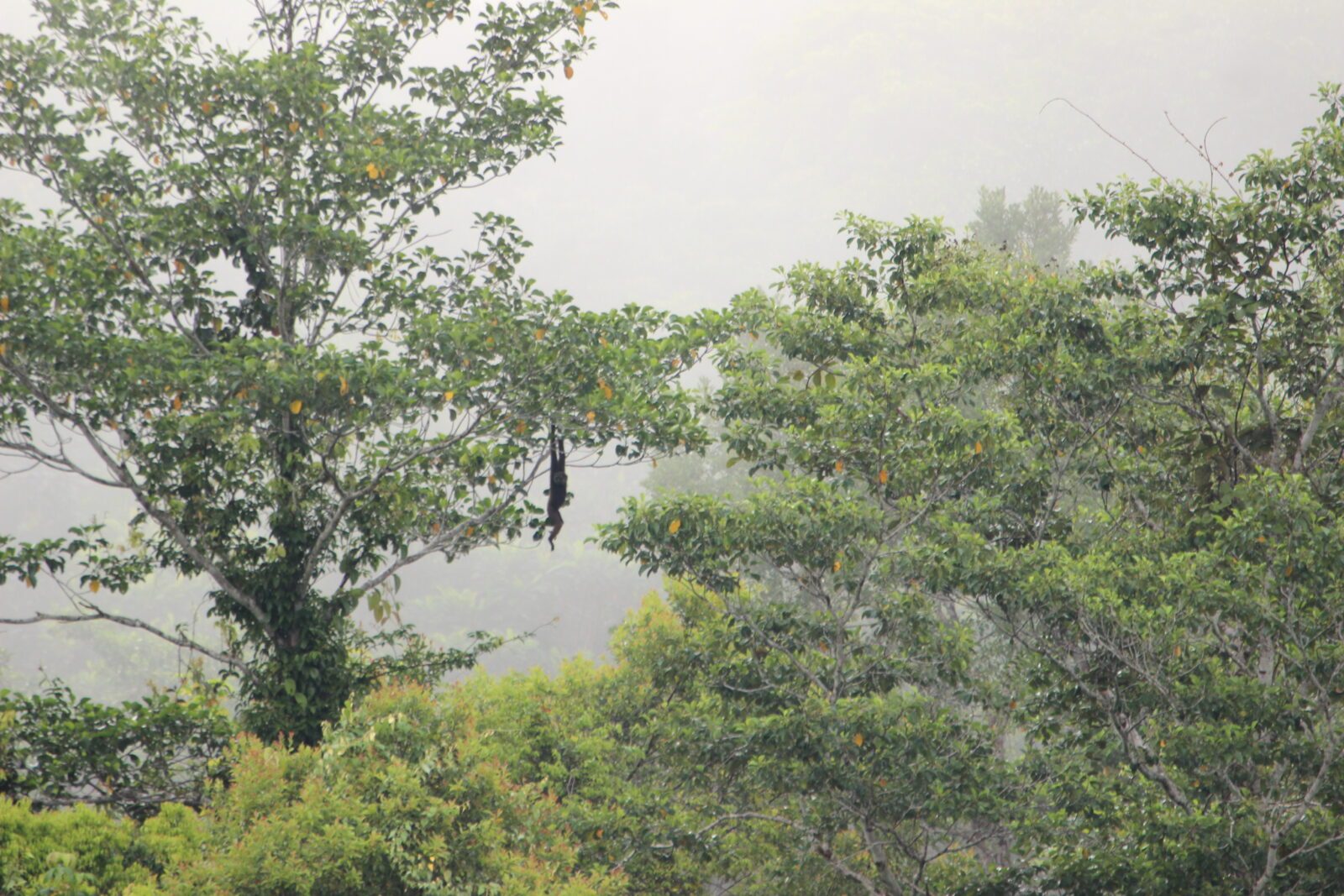 STORY: Forest Restoration and Enrichment in Indonesia ...