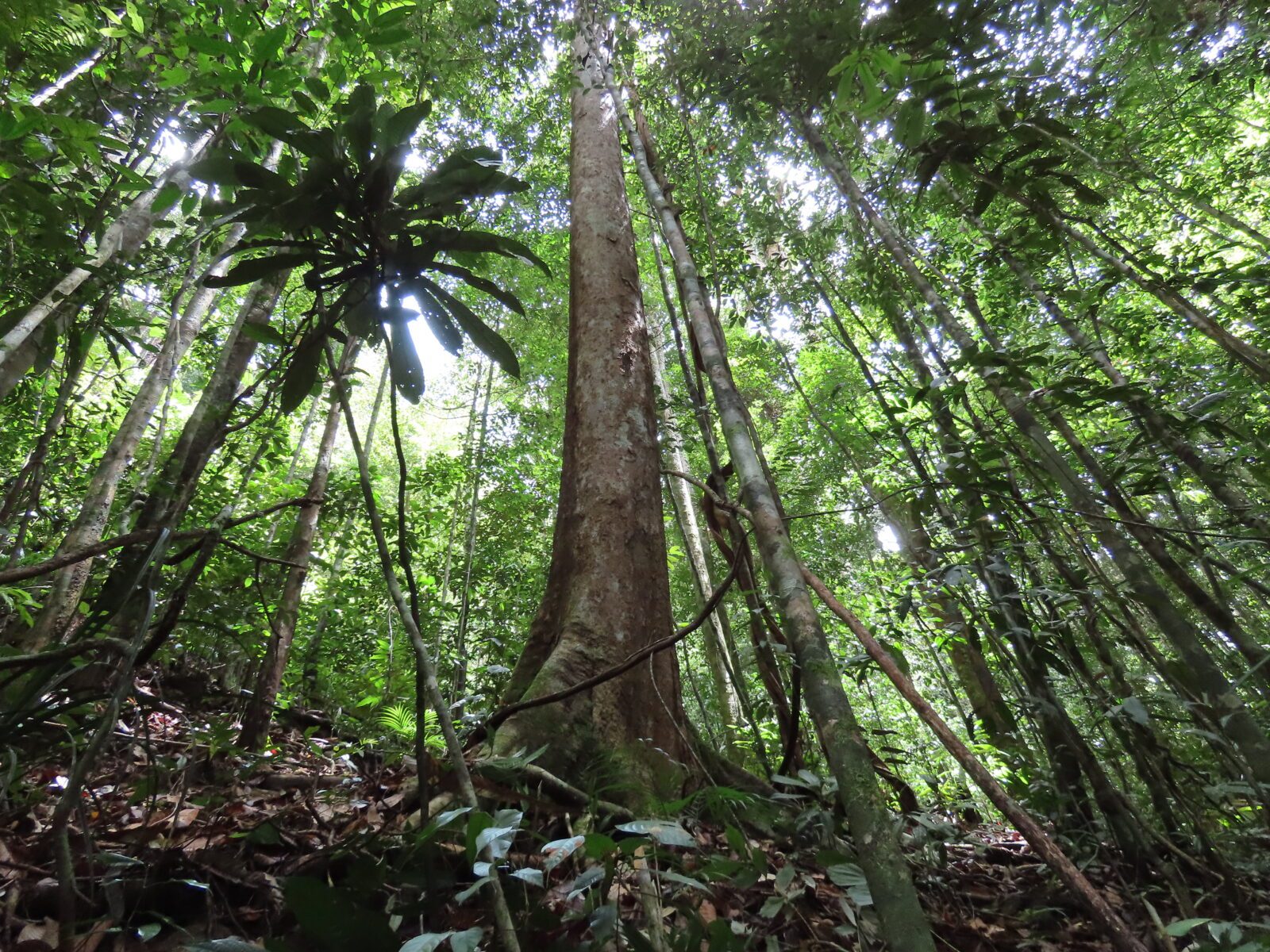 STORY: Forest Restoration and Enrichment in Indonesia ...