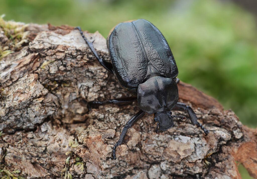 Unikt fynd av persikodoftande bagge - Världsnaturfonden WWF