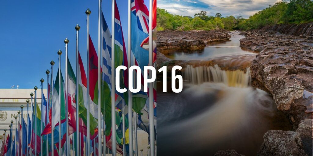 Allt du behöver veta om COP16 - Världsnaturfonden WWF