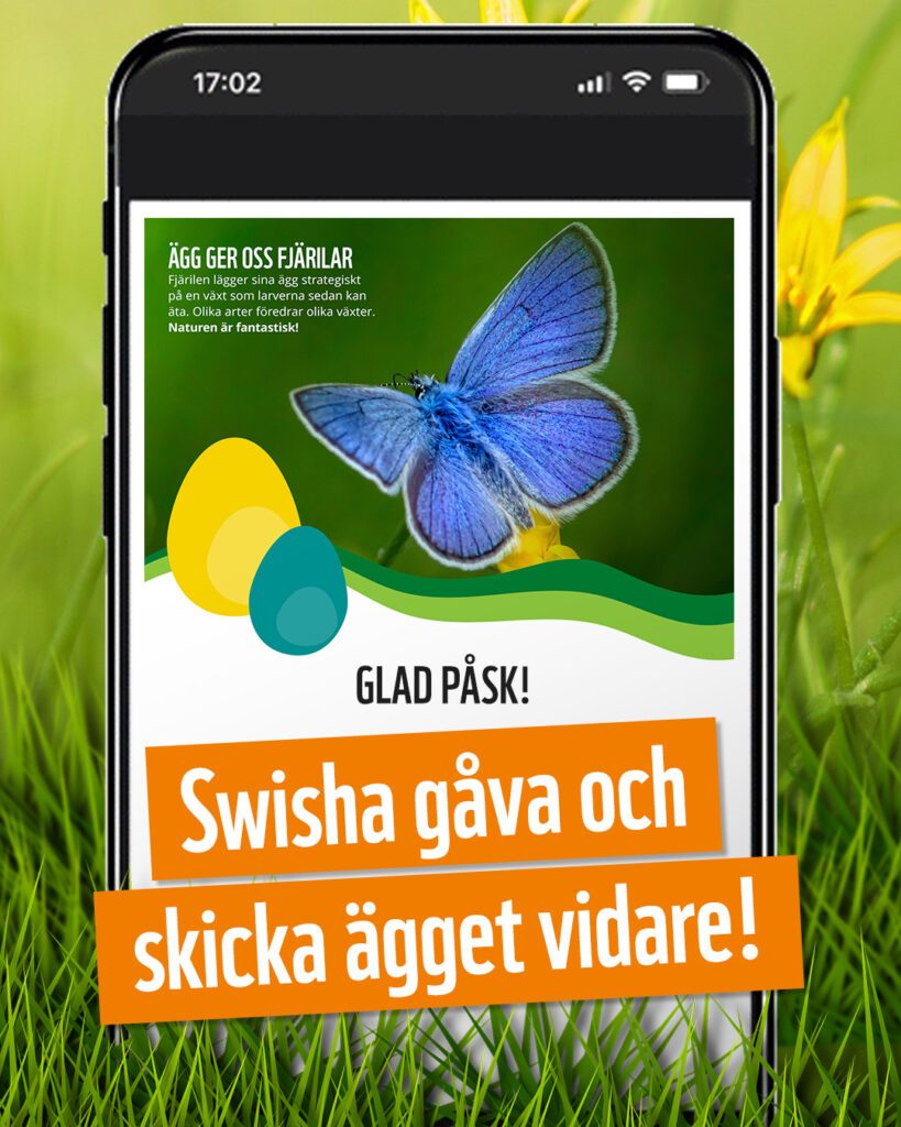 Skicka ett digitalt påskägg - Ge en gåva - Världsnaturfonden WWF